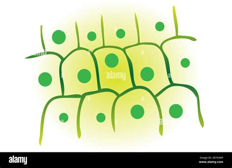 Photosynthesis Leaf Plant Cell Vector Illustration Stock Vector Image