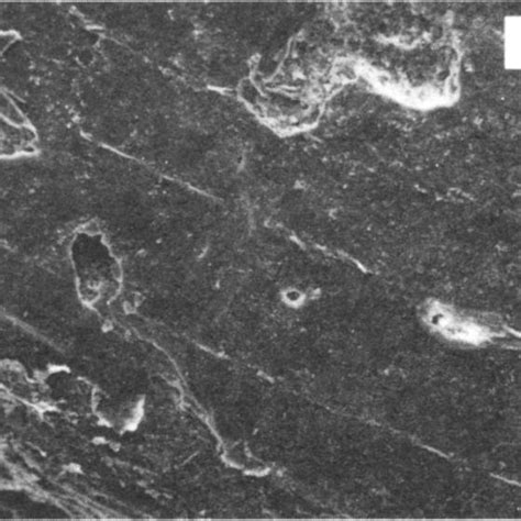 Pdf Carbonate Dissolution In Nearshore Terrigenous Muds The Role Of
