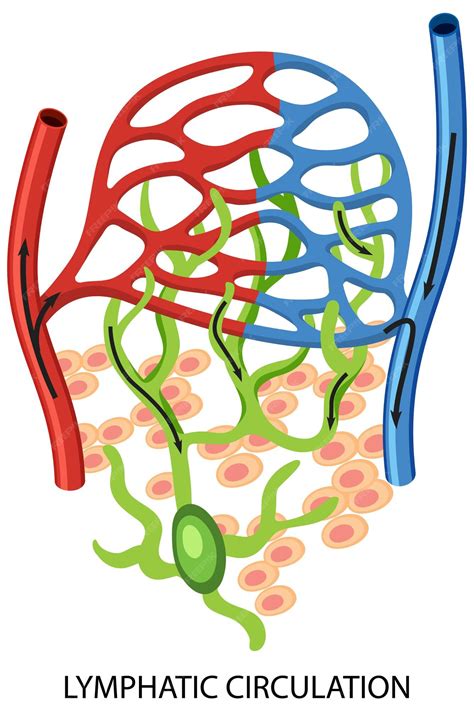 Free Vector 淋巴循環系統圖表