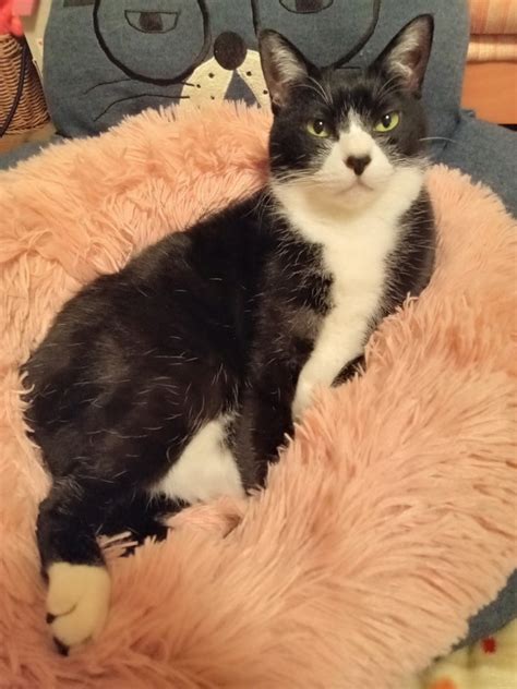 酒さ様皮膚炎⑰〜守っていること③〜 寝子さんちに猫がやってきた！！！