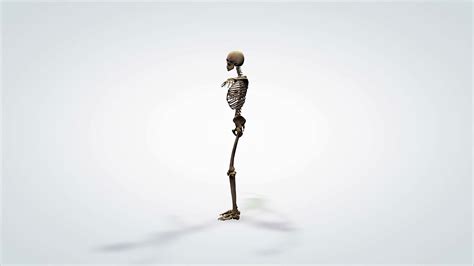 3d Anatomical Model Rotation Human Skeleton Stock Motion Graphics Sbv