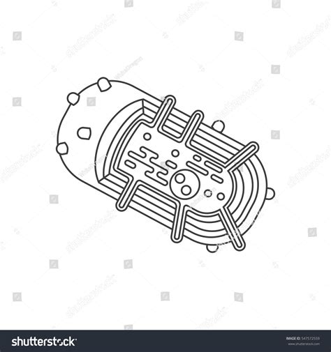 Bacteria Cell Anatomy Main Structures Stok Stock Vector Royalty Free