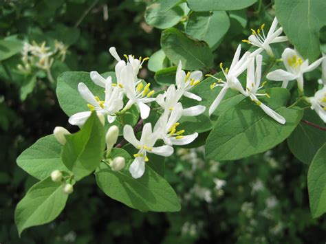 Bush Honeysuckle Olmsted Parks Conservancy