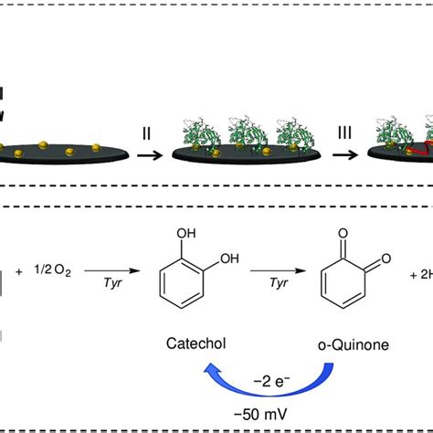 A Schematic Representation Of The Working Electrode Modifications