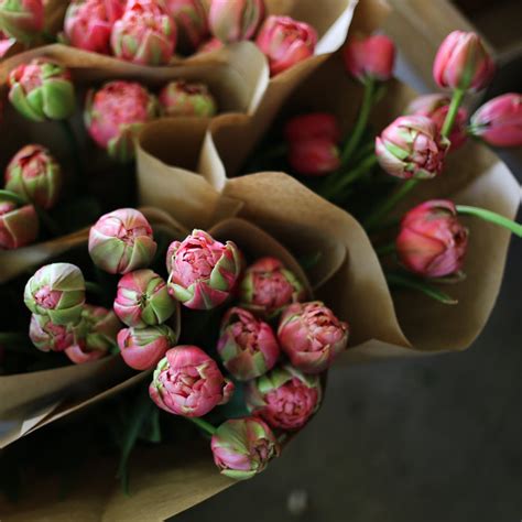 Tulip Renown Unique – Floret Library