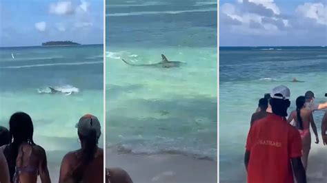Tiburón Sorprendió A Turistas En Playa De San Andrés Apareció En La Orilla Y Atacó A Una