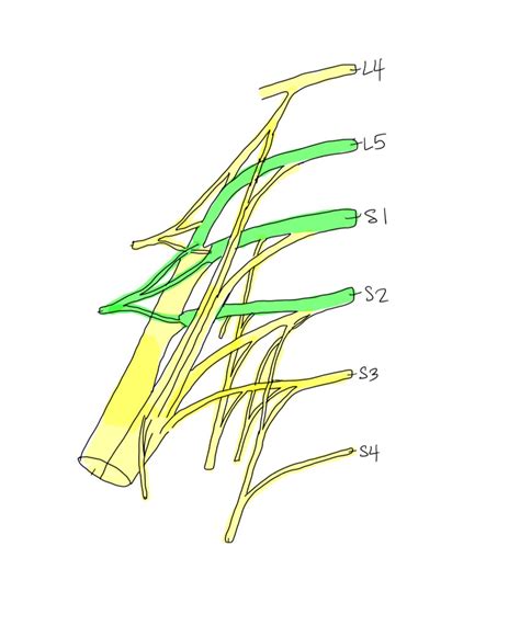 Overview Of The Sacral Plexus And Associated Nerves Flashcards Quizlet