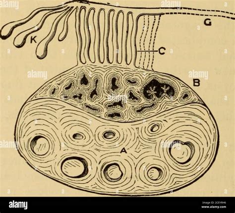 Diseases Of Women A Clinical Guide To Their Diagnosis And Treatment S Remarkable Not Only