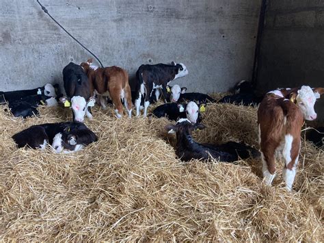 Abp Demo Farm Rearing 340 Calves And Getting Cattle To Grass