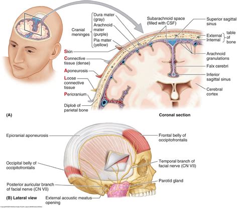 Diagram Of Face And Scalp Quizlet