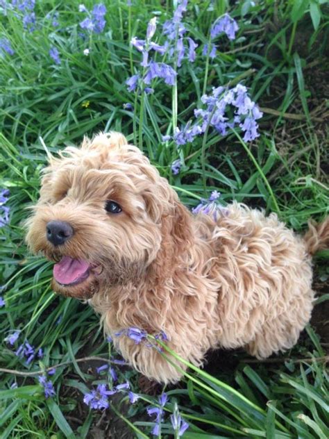 멍뭉이개들 50 인스티즈instiz 이슈 카테고리