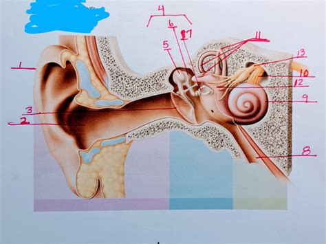Ear Lab Diagram Quizlet