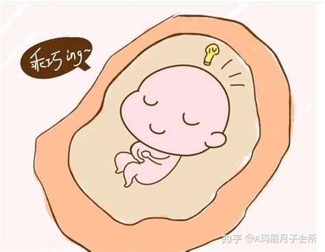 胎儿发育的5个关键时期 知乎