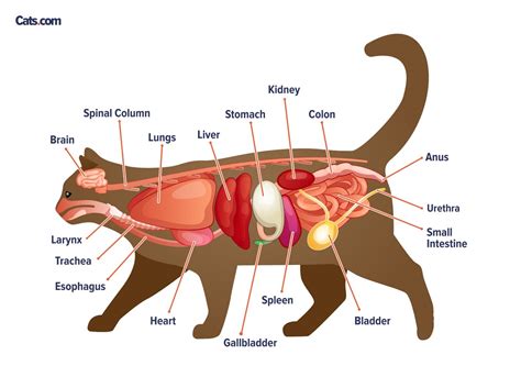 Cat Anatomy Guide