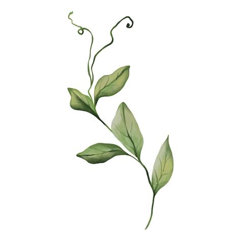 Premium Vector Watercolor Botanical Illustration Of Green Branch