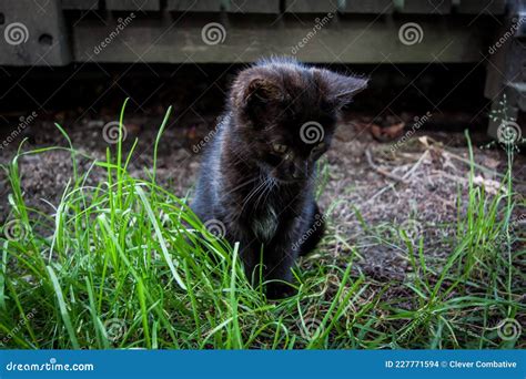 Cute Black Cat Standing On The Grass Stock Photo Image Of Flower