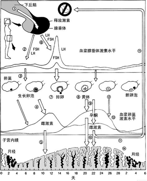 吃激素避孕，你恐慌吗？ 果壳 科技有意思