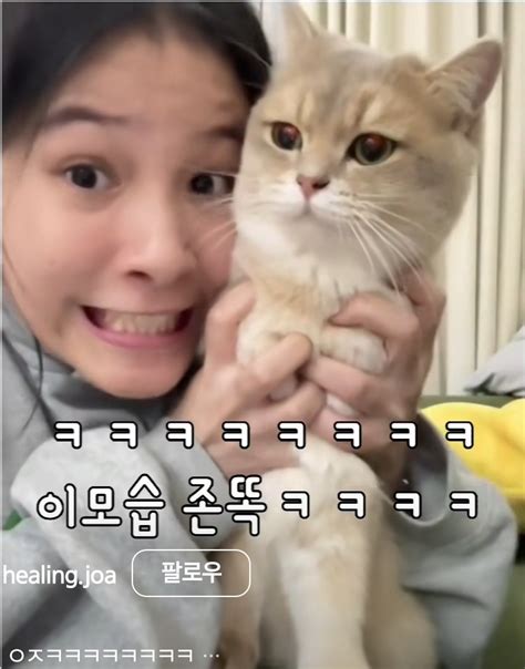 반려묘가 소중해 미치겠을 때 집사의 행동 쩌리쩌리쩌리쩌리 여성시대 차분한 20대들의 알흠다운 공간