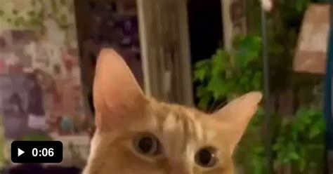 Orange Cat Bald Spot 9gag
