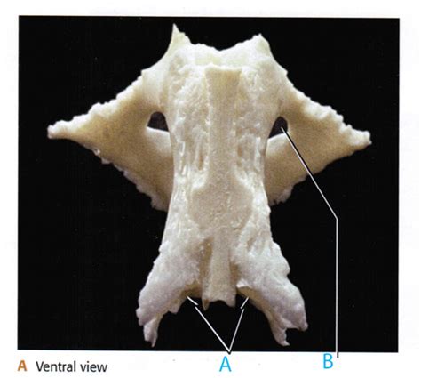 Presphenoid Cat Skull Flashcards Quizlet