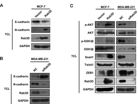 High Expression Of Small Gtpase Rab3d Promotes Cancer Progression And Metastasis Oncotarget