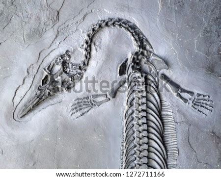 PETRIFIED REMAINS Stock Photos And Images Avopix Com