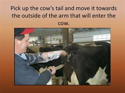 Artificial Insemination In Cattleppt