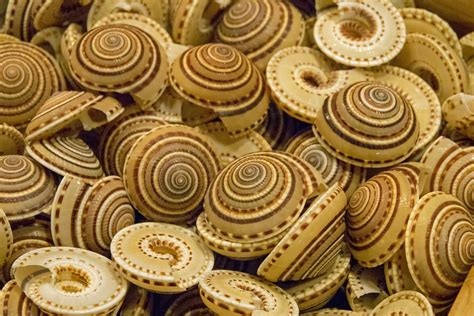 Spiral Wildlife Snail Shell Free Photo On Pixabay Pixabay