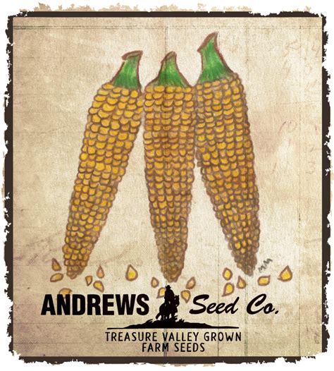 Yellow Hulless Popcorn Andrews Seed Company