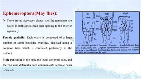 Insect Genitalia Its Structure Functions And Modification In