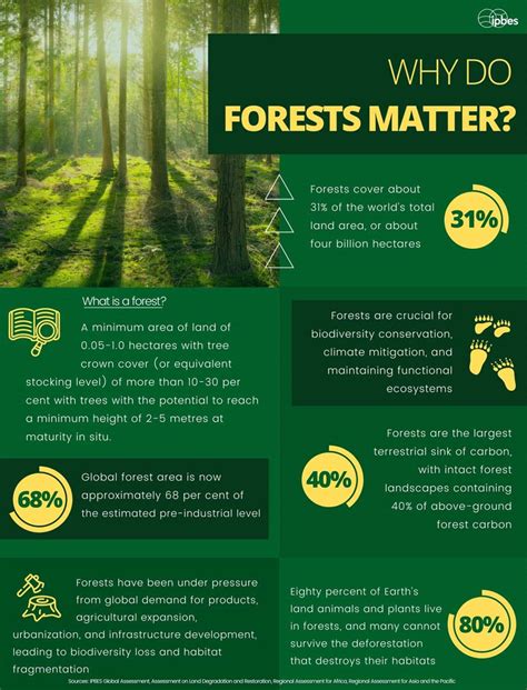 Why Do Forests Matter Consumers Association Penang