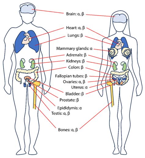 Representation Of Erα And Erβ Sex Specific Tissue Distribution The