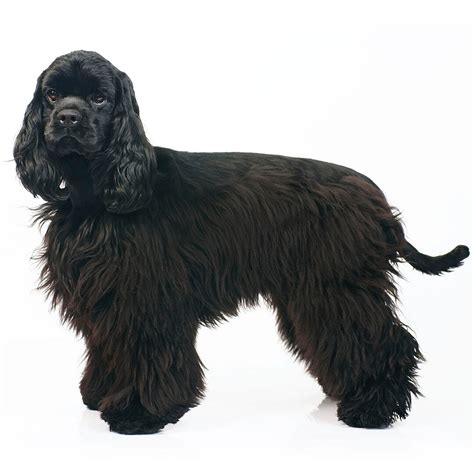 Black Cocker Spaniel Tanfastic Claramand Cocker Spaniels