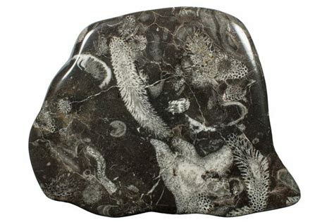 76 Polished Devonian Fossil Coral And Bryozoan Plate Morocco