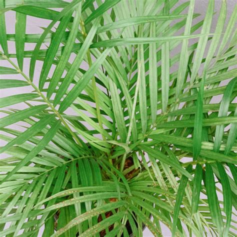 Palm Tree Unbeleafable