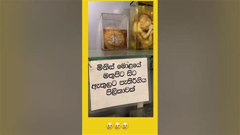 මිනිස් සිරුරේ අනිත්‍යය ස්වභාවය වටහාගත යුතුය ධර්ම අවබෝධය සඳහා Darmaya Darmawaboda Shortvideo