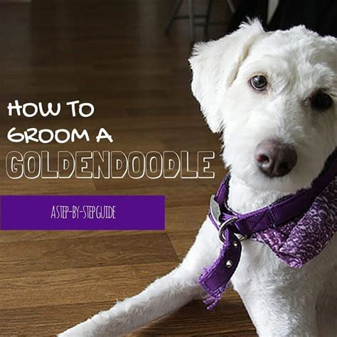 How To Groom A Goldendoodle At Home Video Tutorial Step By Step Guide