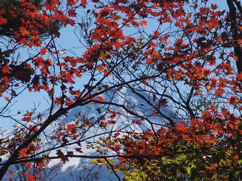 城山・烏帽子岳・パノラマ台・中ノ倉山・竜ヶ岳 Beginner初心忘れべからずさんの毛無山・雨ヶ岳・竜ヶ岳の活動データ Yamap