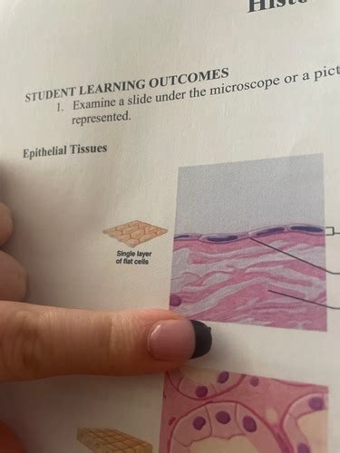 Histology Lab Flashcards Quizlet