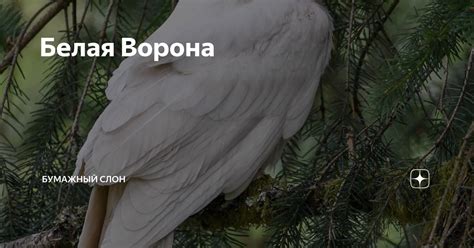 Белая Ворона | Бумажный Слон | Дзен