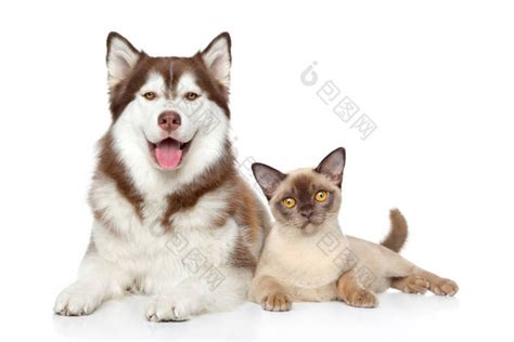 猫和狗在一起躺在白色背景上图片 包图网企业站