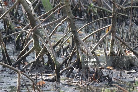 Akar Panggung Tinggi Rhizophora Apiculata Foto Stok Unduh Gambar