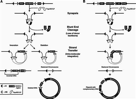 strategy for recursive deletion and coupled deletion plasmid formation