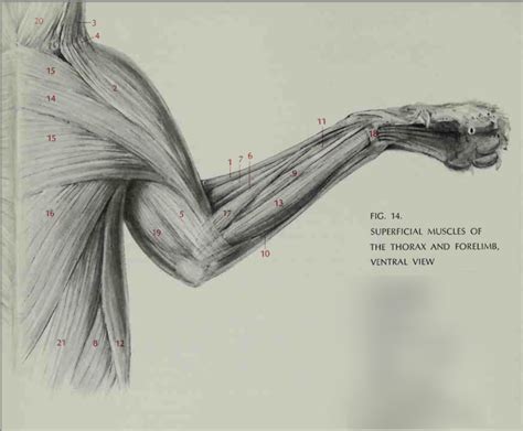 Figure Superficial Muscles Of Thorax And Forelimb Ventral View