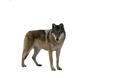 Collection Of Hq Wolf Png Pluspng