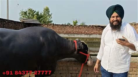 2 ਨੀਲੀਰਾਵੀ ਮੱਝਾਂ ਵਿਕਾਊ ਆ ਪਿੰਡ ਸੁਰਸਿੰਘ ਵਿਖੇ 👉 Youtube