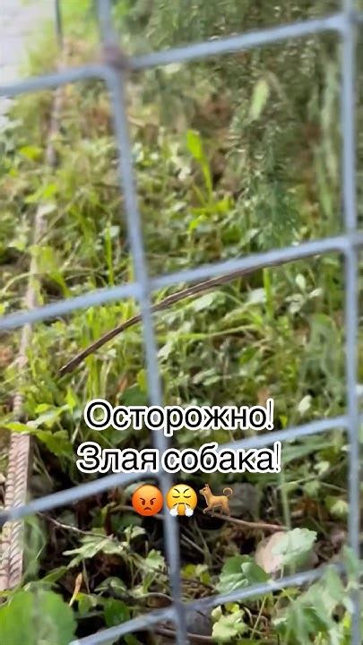 СМОТРЕТЬ ДО КОНЦА 😂 Злая собака 😤😂 злюка Shorts шпиц приколы юмор