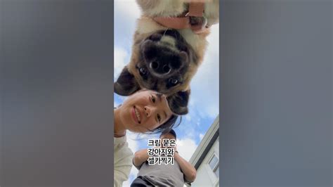 강아지와 셀카찍기 누나얼굴에고춧가루 크림소스 대복이 짜장주둥이 강아지 강아지일상 Youtube