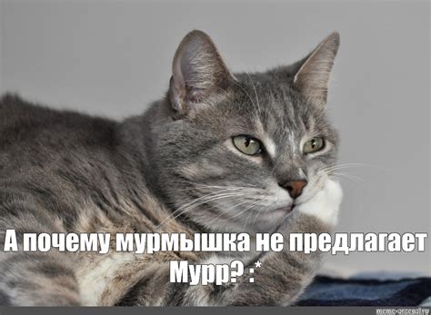 Создать мем кот полосатый на белом фоне кошки кошка Картинки