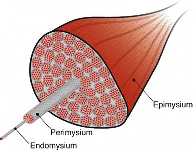 Spatial Relationship Between The Contractile Tissues And The Download Scientific Diagram